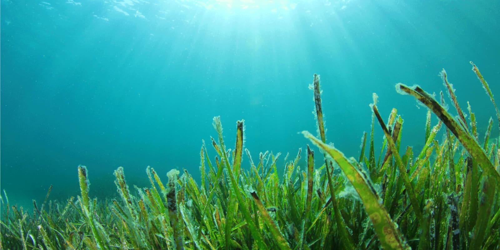 How Do Plants Breathe? – My STEM Toys